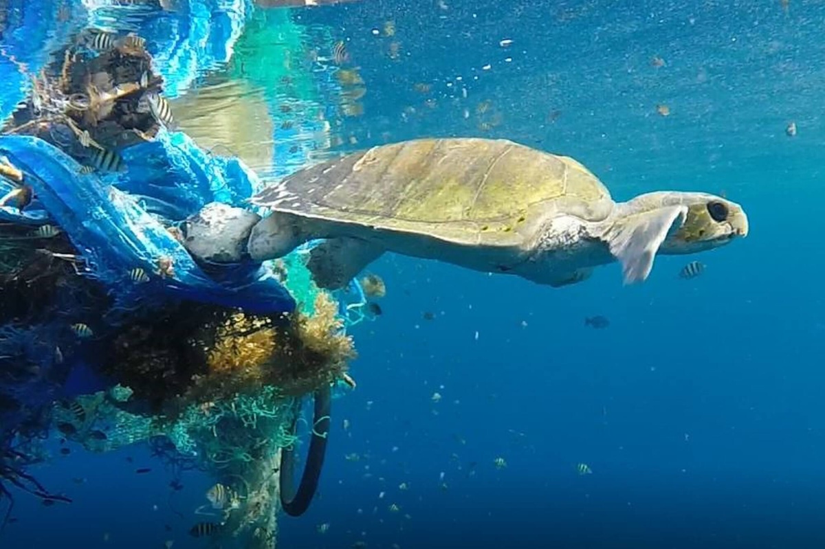 Research offers solutions to reduce the ‘ghost nets’ that trap turtles ...